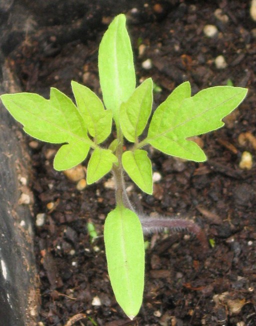 Growing Tomatoes, Part II: Sprouts! - Lehman's Simpler Living Blog