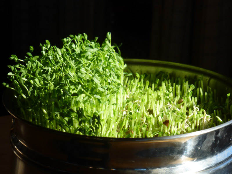 Longing for Spring? Enjoy Fresh Pea Sprouts Now - Lehman's Simpler ...