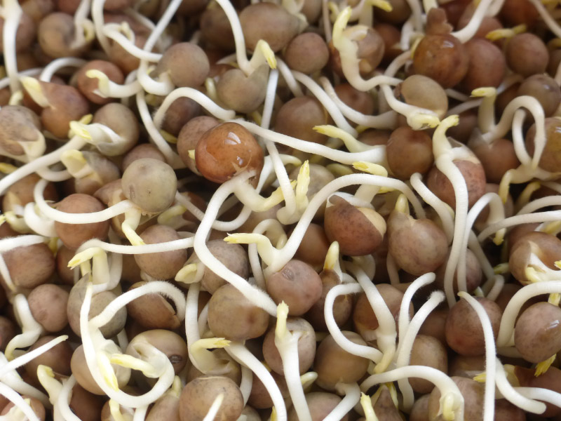 Longing for Spring? Enjoy Fresh Pea Sprouts Now - Lehman's Simpler ...