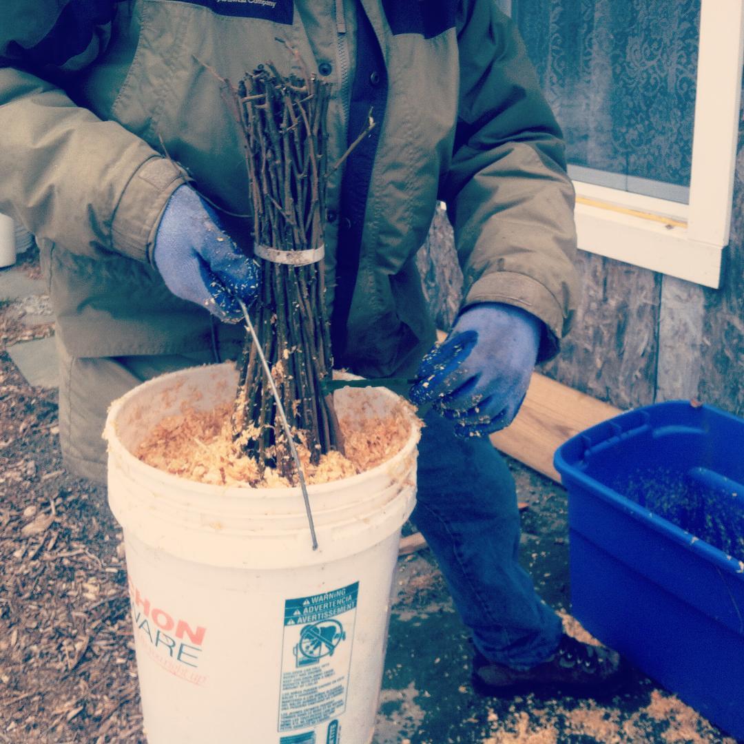 A Backyard Apple Orchard of Your Own: Part 2 - Lehman's Simpler Living Blog