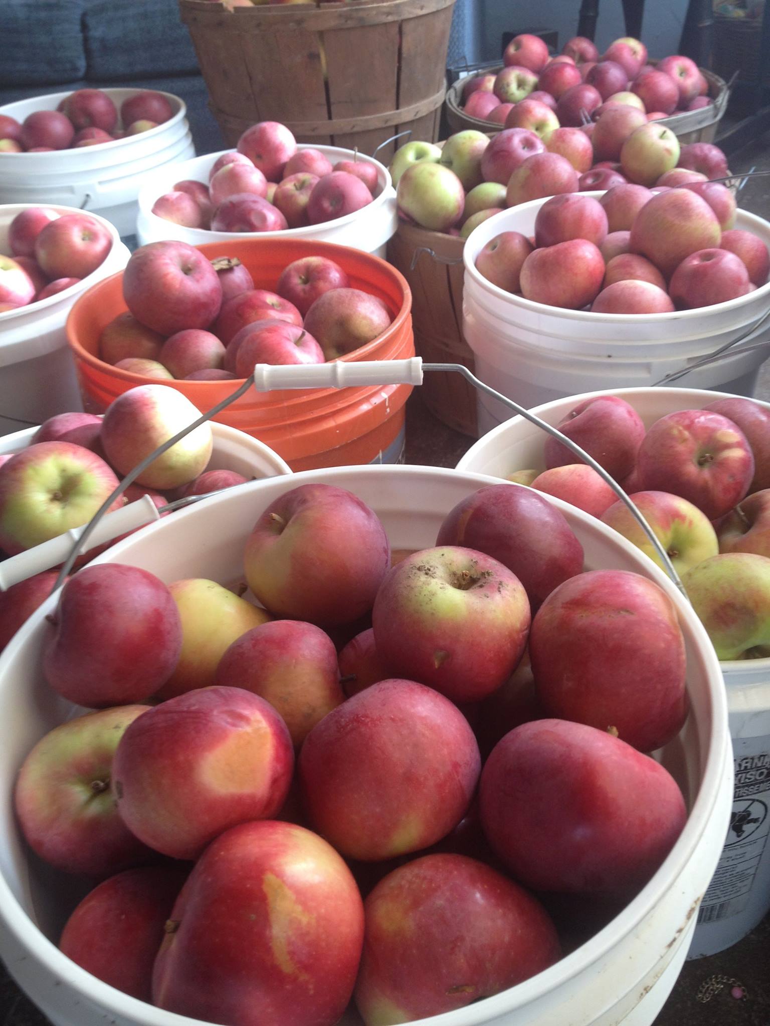 A Backyard Apple Orchard of Your Own: Part 1 - Lehman's Simpler Living Blog