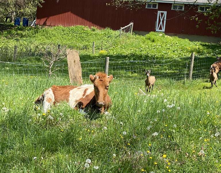 Goat Milk vs. Cow Milk: How to Choose - Lehman's Simpler Living Blog