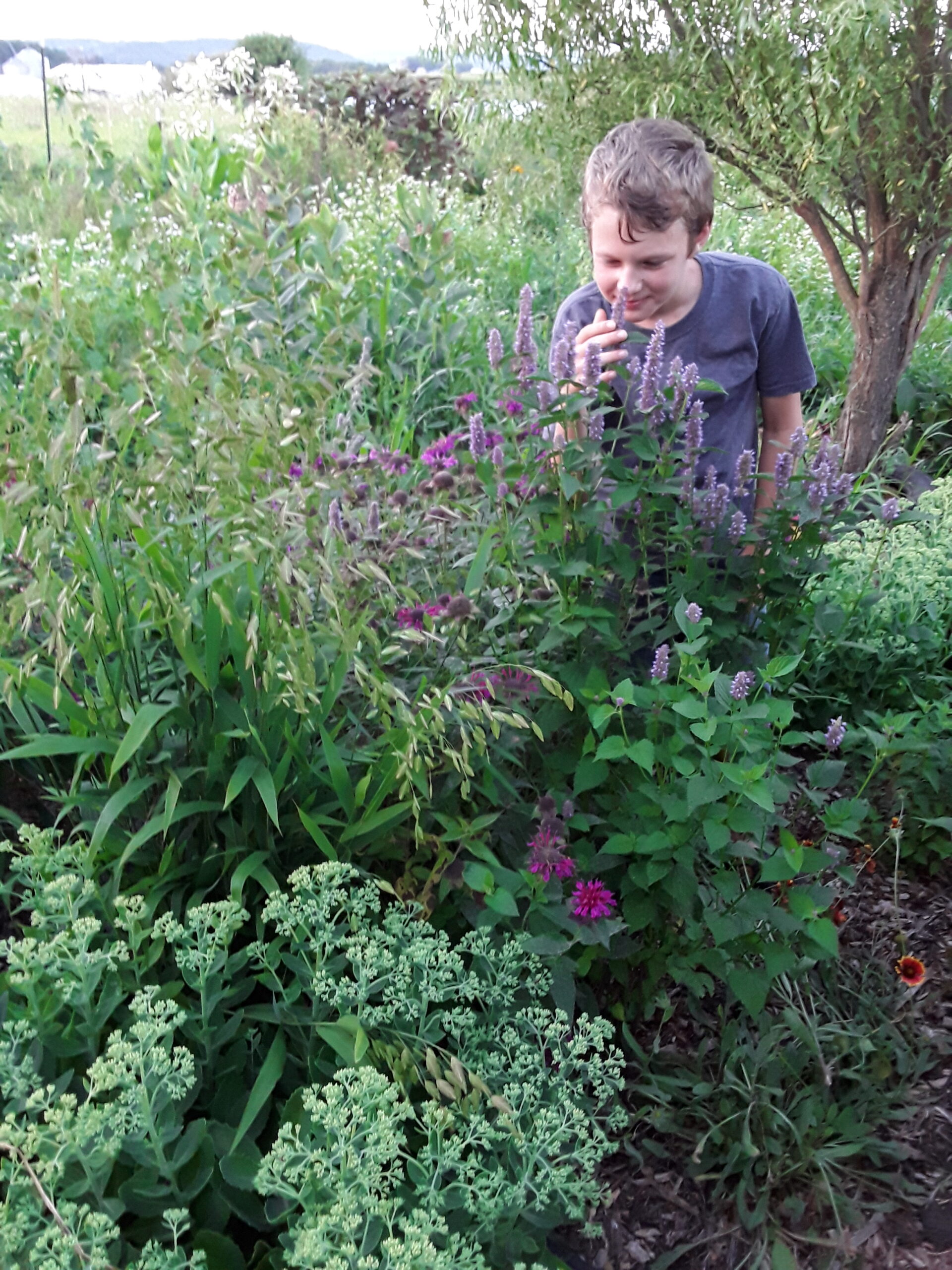Pollinator Garden: What to Plant for Bees, Butterflies and Birds ...