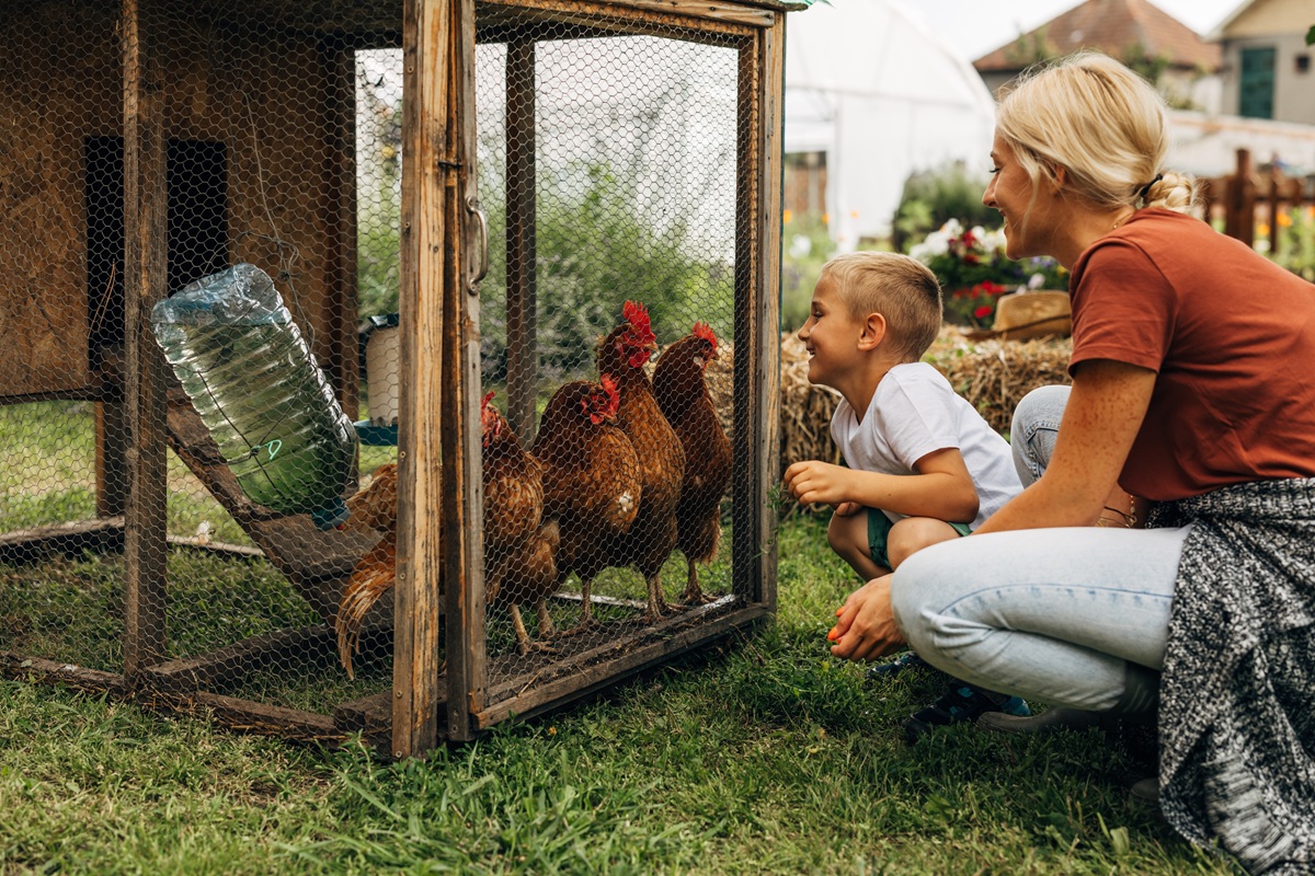 Beginner's Guide to Backyard Chickens (And Happy Hens) - Lehman's ...